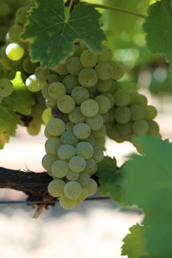 Pavi Wines - The Napa Wine Project