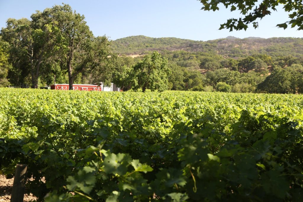 Altamura Winery - The Napa Wine Project