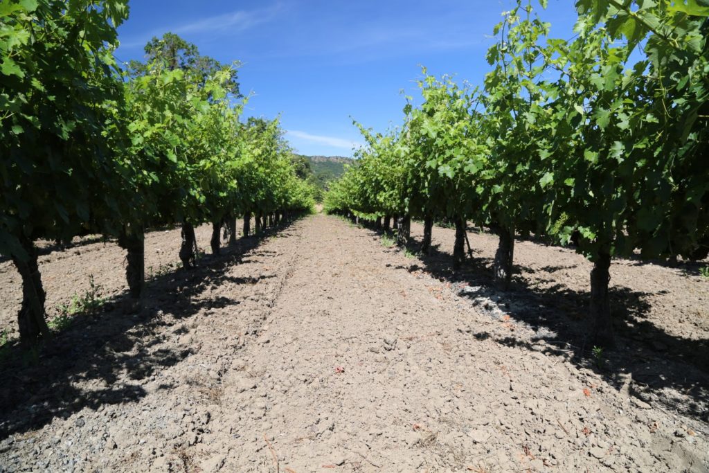 Altamura Winery - The Napa Wine Project