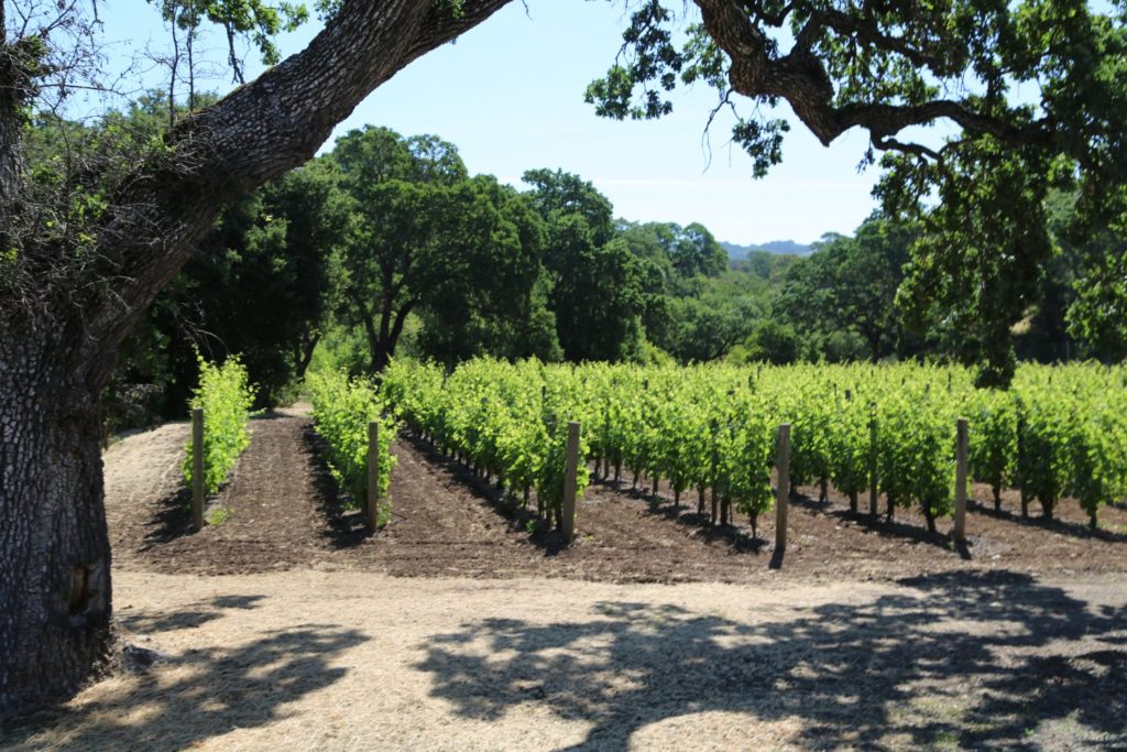 Altamura Winery - The Napa Wine Project
