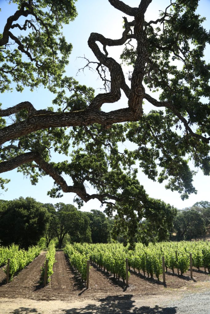 Altamura Winery - The Napa Wine Project