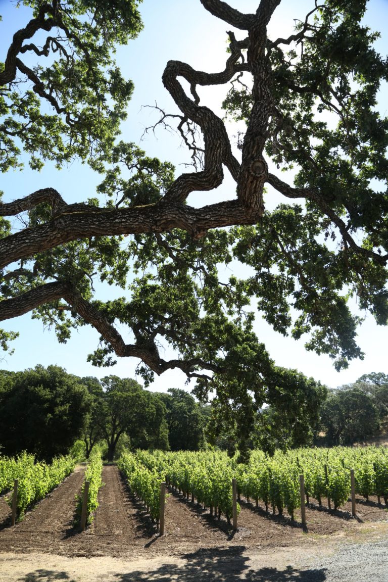 Altamura Winery - The Napa Wine Project