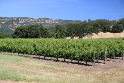 Altamura Winery - The Napa Wine Project