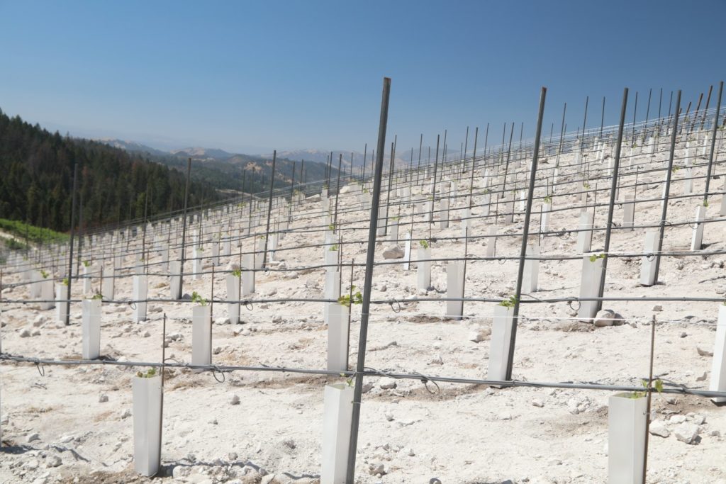 Andrew Geoffrey Vineyards - The Napa Wine Project