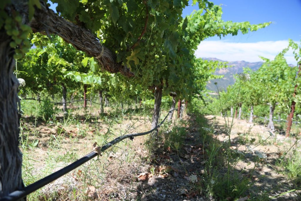 Andrew Geoffrey Vineyards - The Napa Wine Project