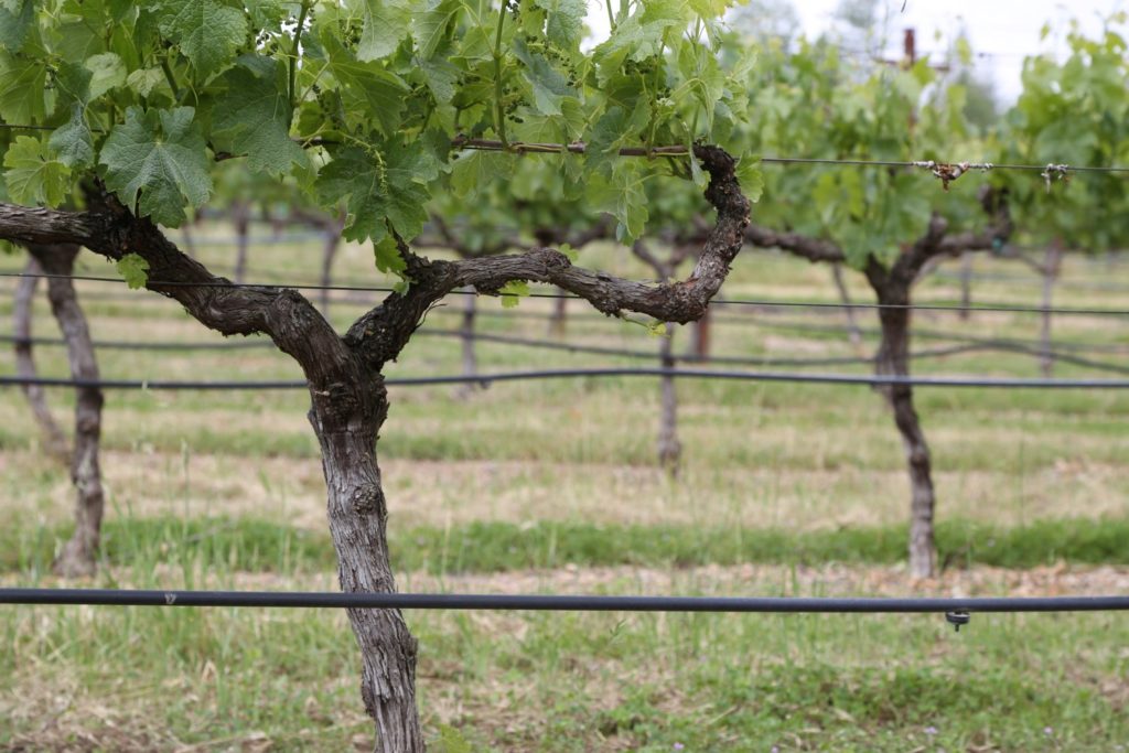 Beringer Vineyards - The Napa Wine Project