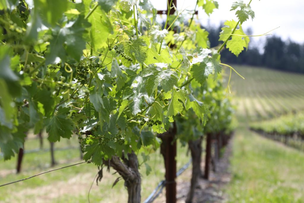 Beringer Vineyards - The Napa Wine Project