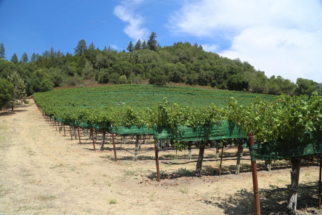 Boeschen Vineyards - The Napa Wine Project