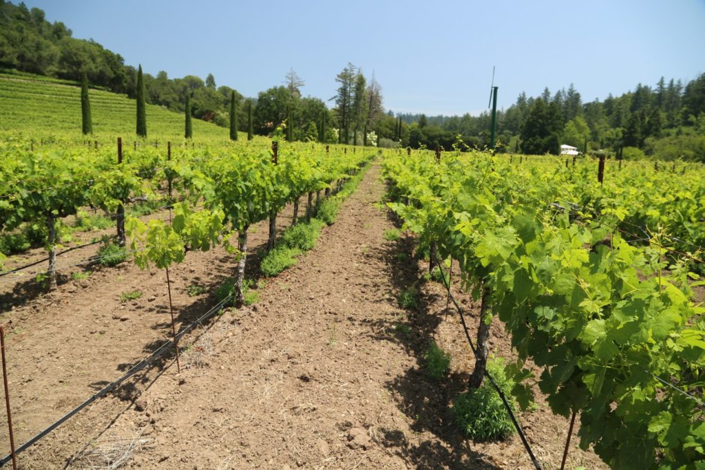 Boeschen Vineyards - The Napa Wine Project
