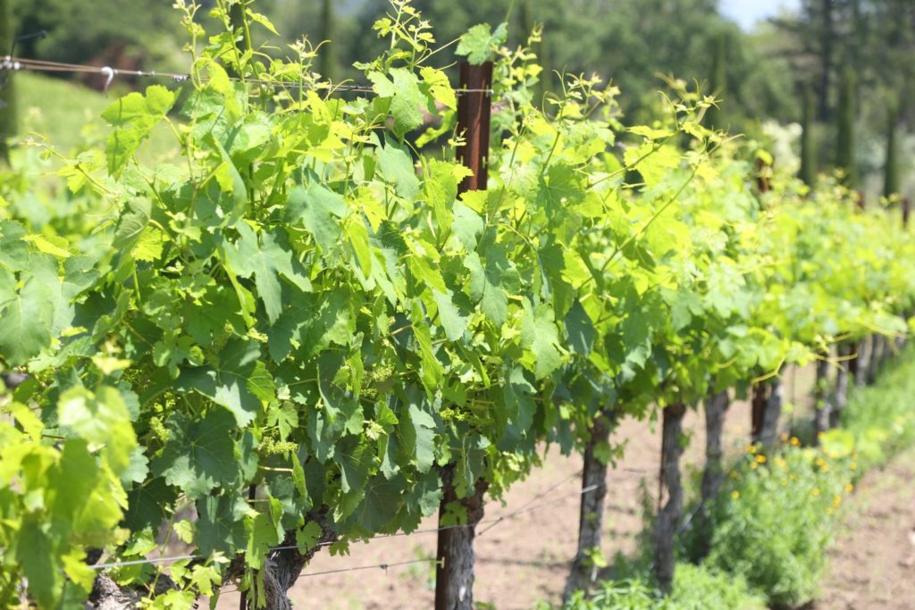 Boeschen Vineyards - The Napa Wine Project