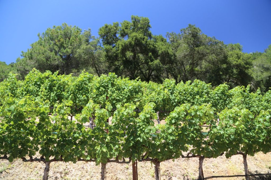 Boeschen Vineyards - The Napa Wine Project