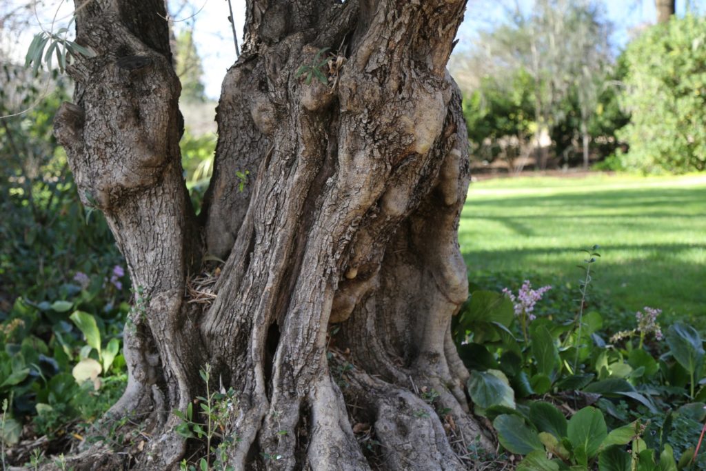 Boeschen Vineyards - The Napa Wine Project
