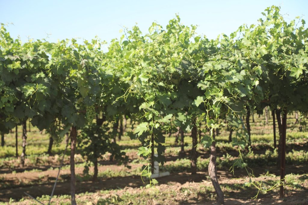 Bravante Vineyards - The Napa Wine Project