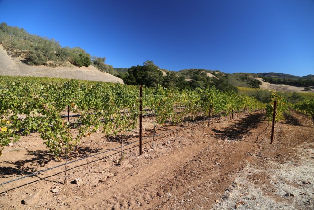 Buehler Vineyards - The Napa Wine Project