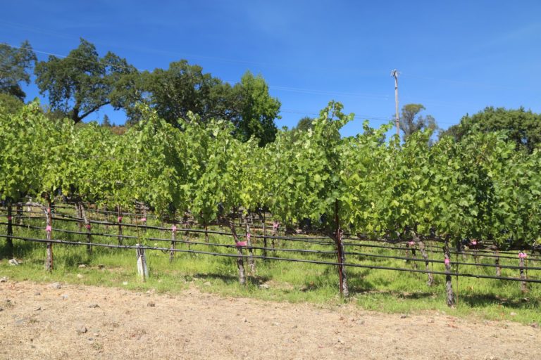 Bure Family Wines - The Napa Wine Project