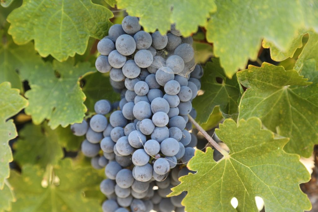 Honig Winery - The Napa Wine Project