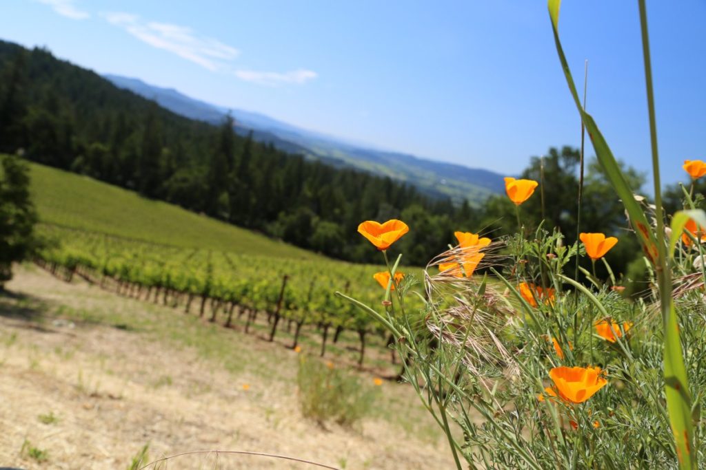 CADE Estate Winery - The Napa Wine Project