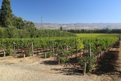 Celani Family Vineyards - The Napa Wine Project
