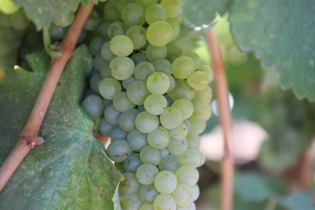 Chappellet Winery - The Napa Wine Project