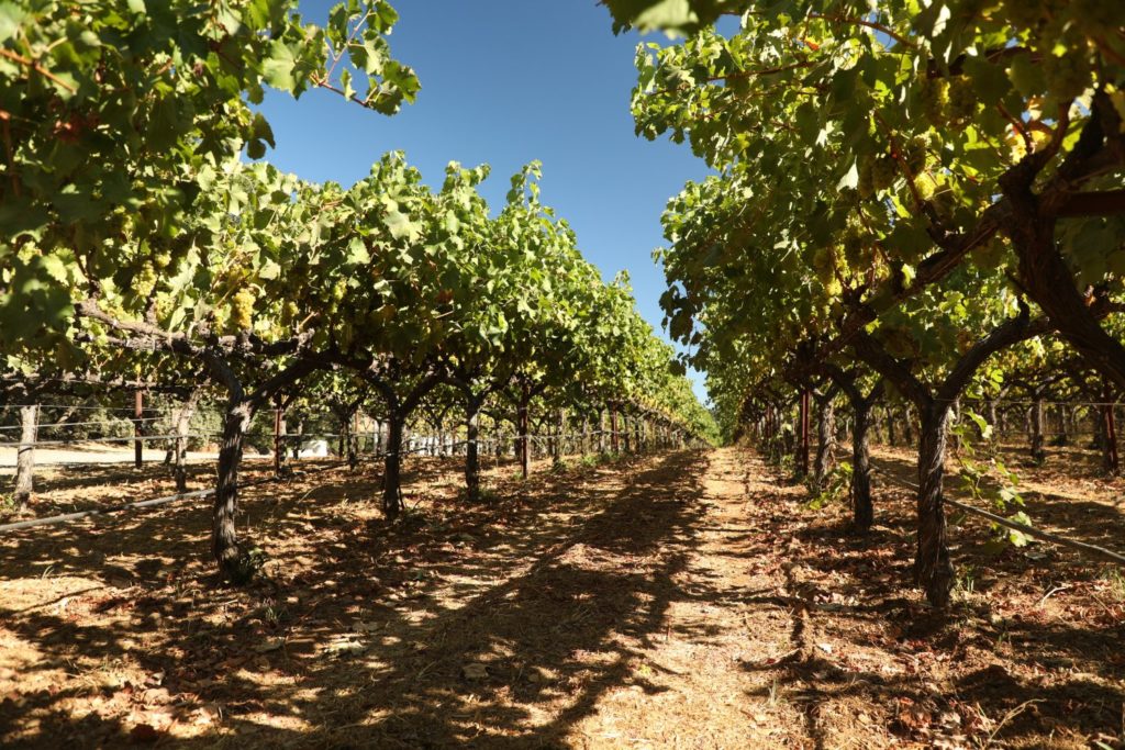 Chappellet Winery - The Napa Wine Project