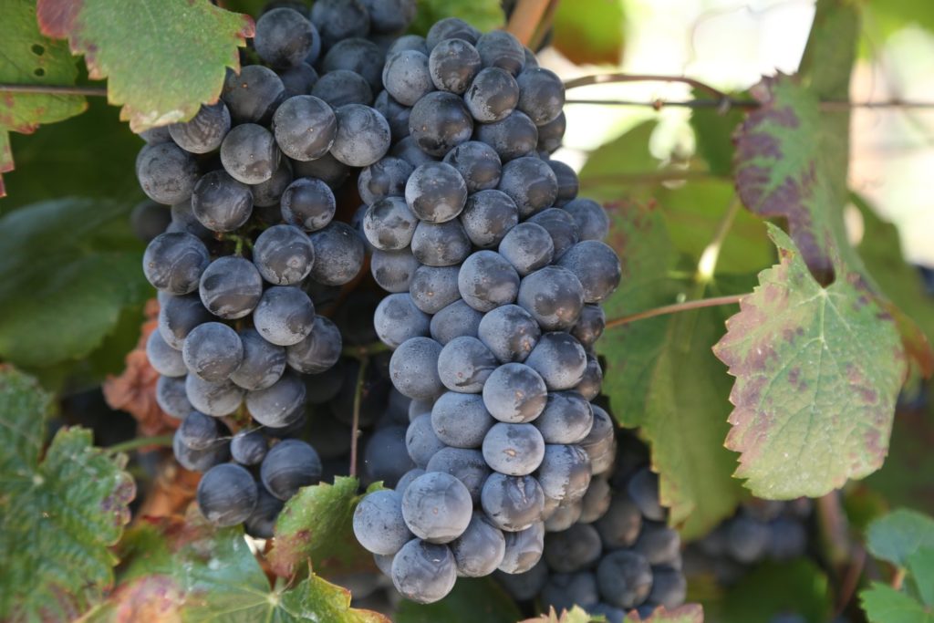 PB Hein Vineyards - The Napa Wine Project