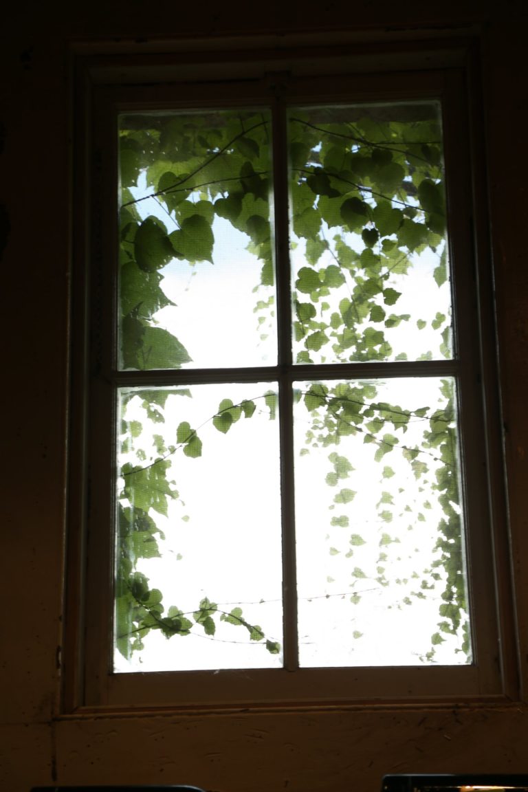 Chiarello Family Vineyards - The Napa Wine Project