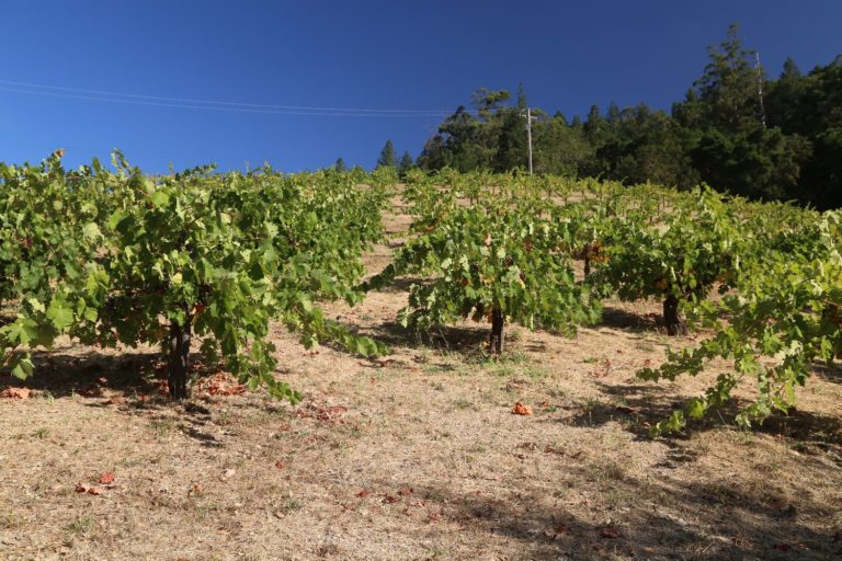 Failla Wines - The Napa Wine Project