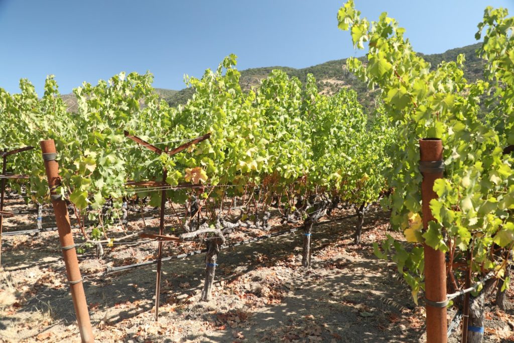 Realm Cellars - The Napa Wine Project