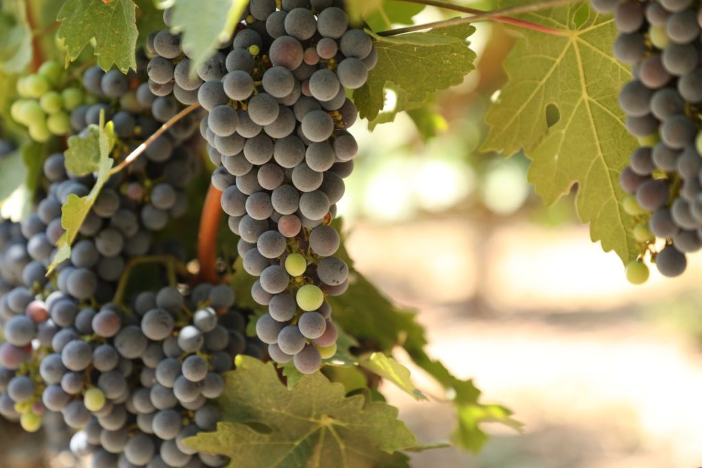 Forman Vineyard - The Napa Wine Project