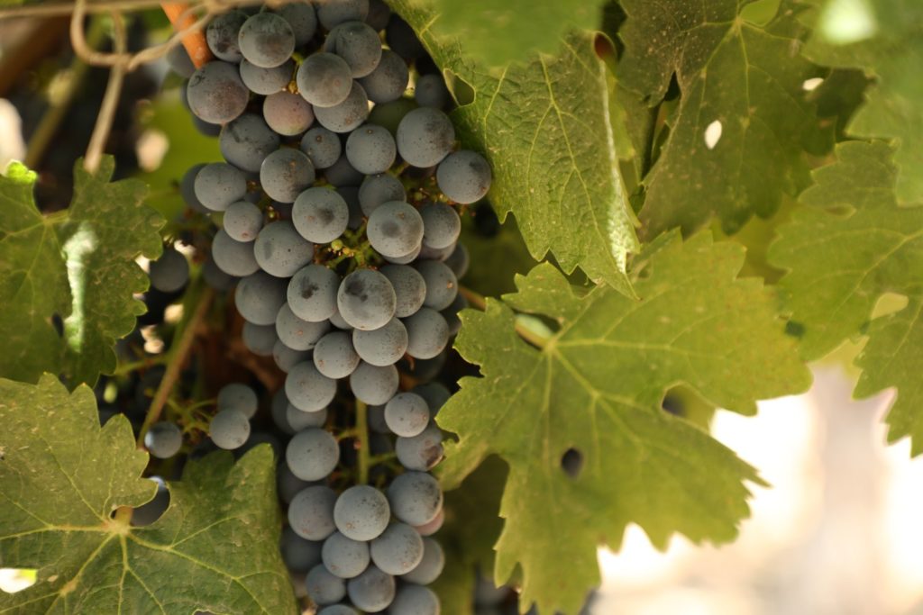 Forman Vineyard - The Napa Wine Project