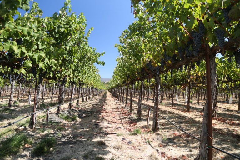 Gamble Estates - The Napa Wine Project