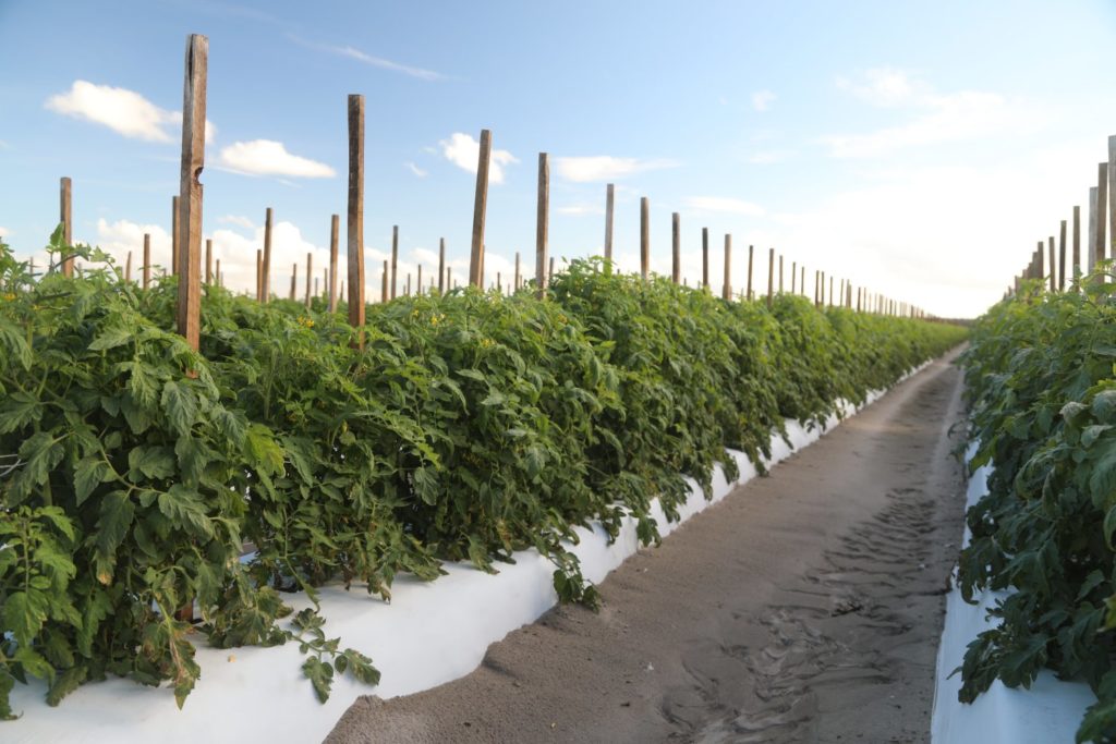 Gargiulo Vineyards - The Napa Wine Project