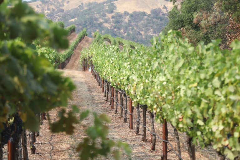 Green and Red Vineyard - The Napa Wine Project