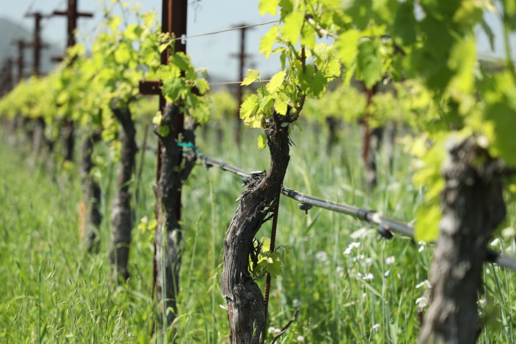 Grgich Hills Estate - The Napa Wine Project