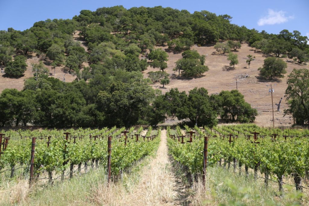 Grgich Hills Estate - The Napa Wine Project