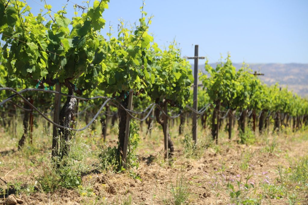 Hendry Ranch Winery - The Napa Wine Project