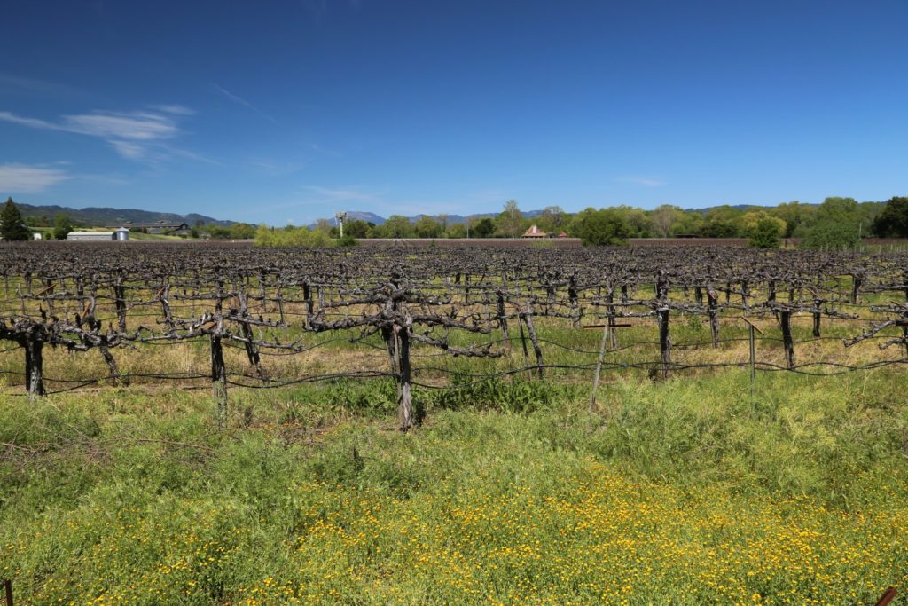 Hoopes Vineyard - The Napa Wine Project
