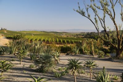 Hudson Ranch & Vineyards - The Napa Wine Project