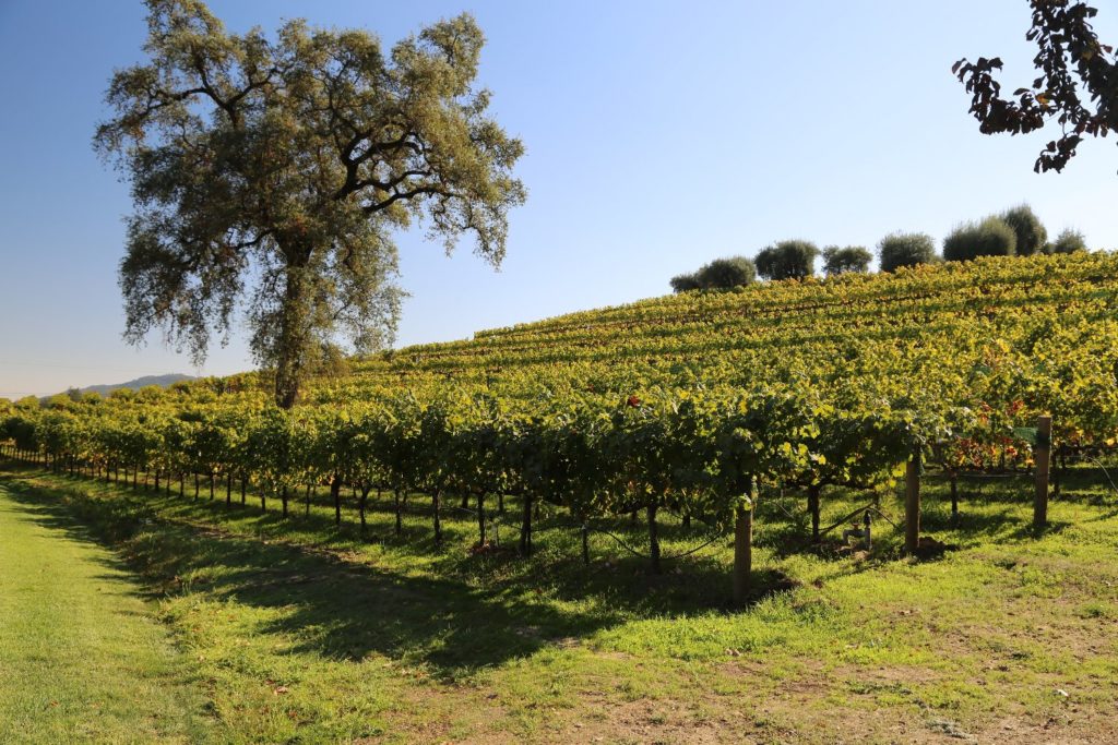 Inglenook Estate - The Napa Wine Project