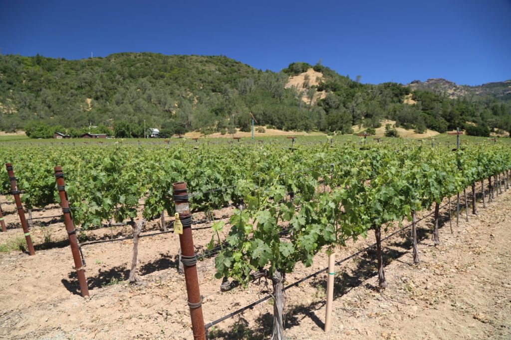 Kenefick Ranch - The Napa Wine Project