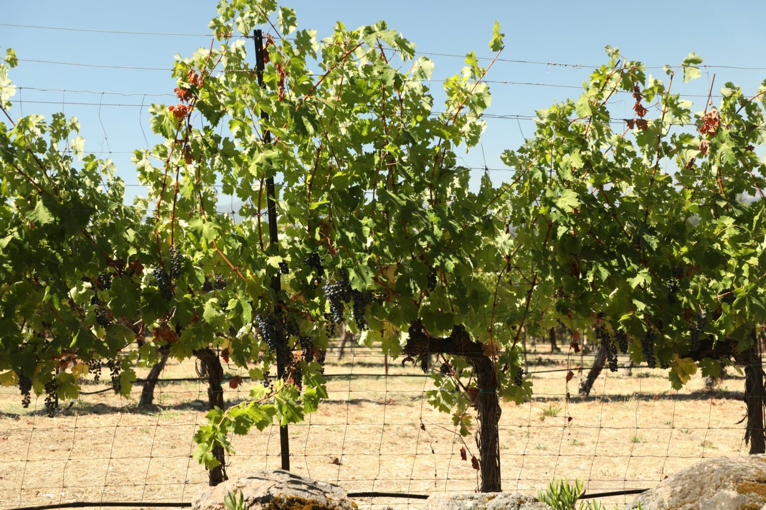 Maroon Wines - The Napa Wine Project