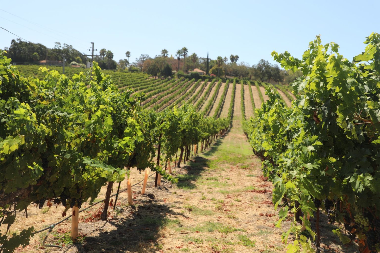 Maroon Wines - The Napa Wine Project