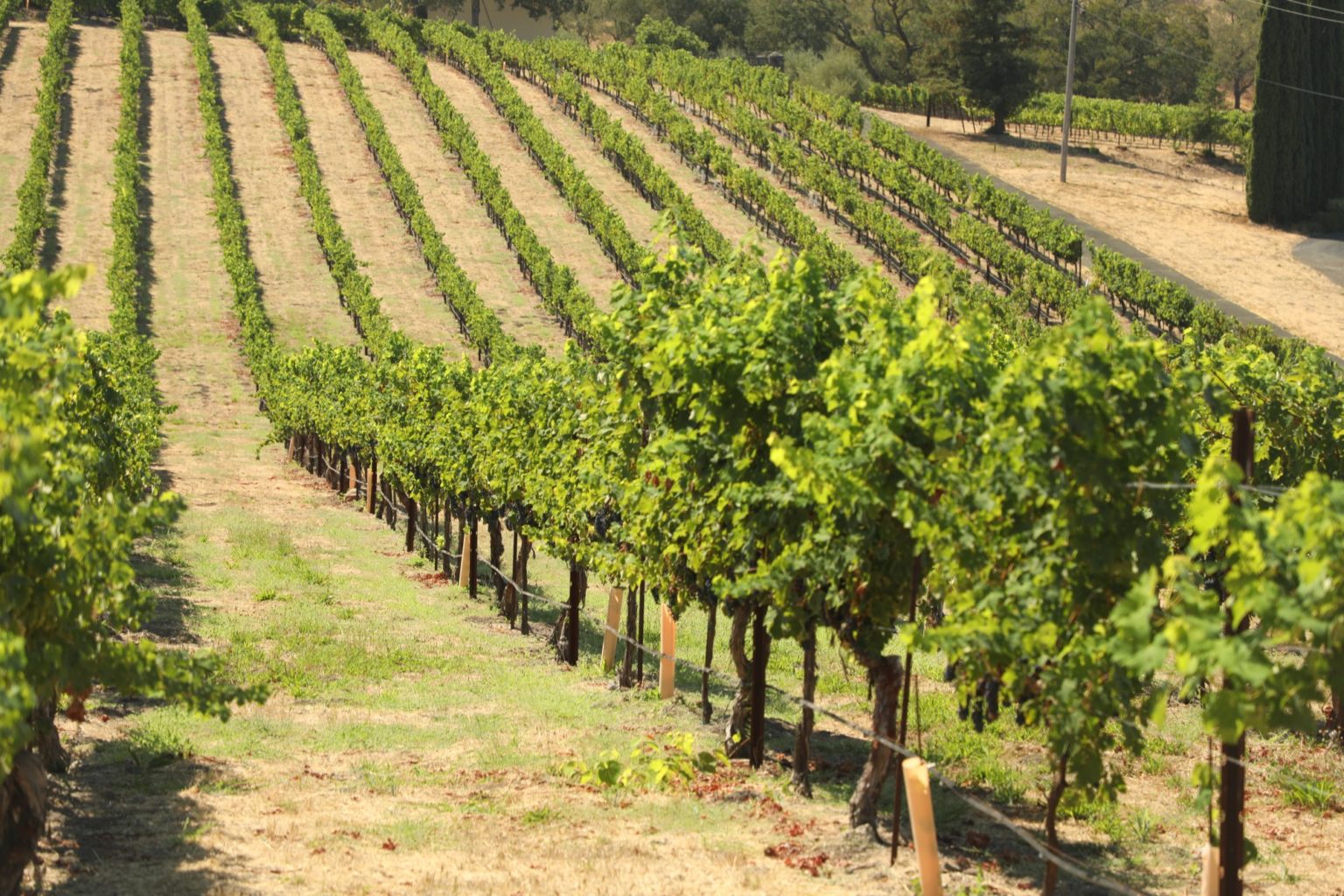 Maroon Wines - The Napa Wine Project