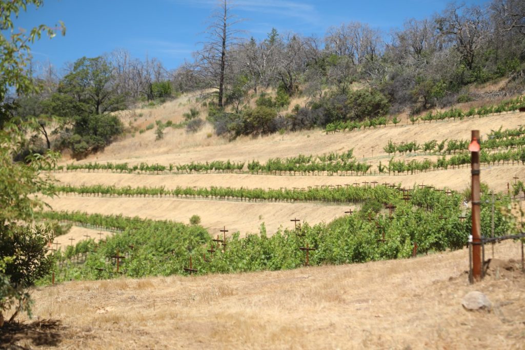 Mayacamas Vineyards - The Napa Wine Project
