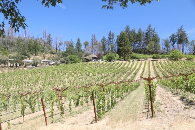 Mayacamas Vineyards - The Napa Wine Project