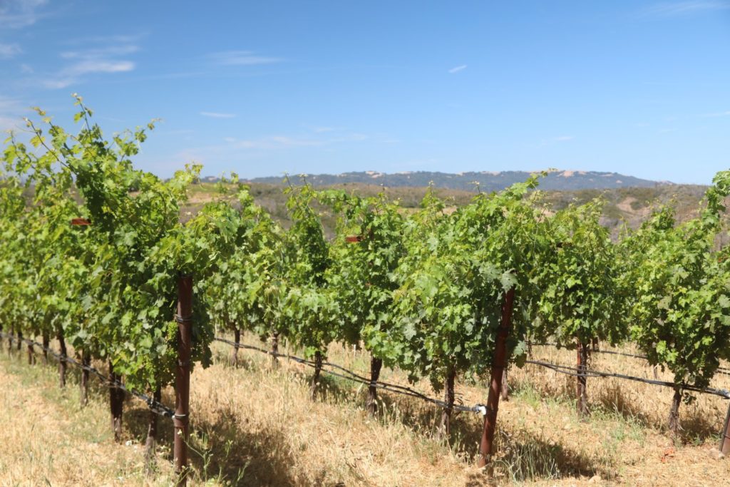 Mayacamas Vineyards - The Napa Wine Project