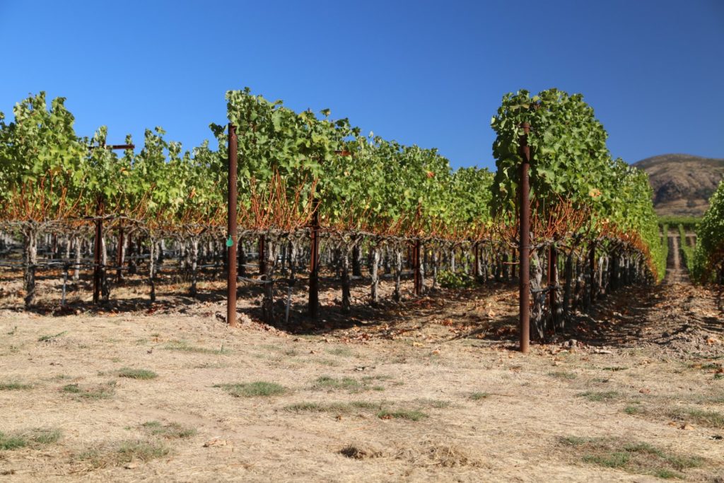 Meteor Vineyard - The Napa Wine Project