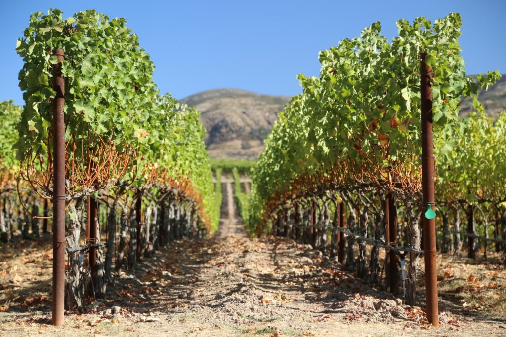 Meteor Vineyard - The Napa Wine Project