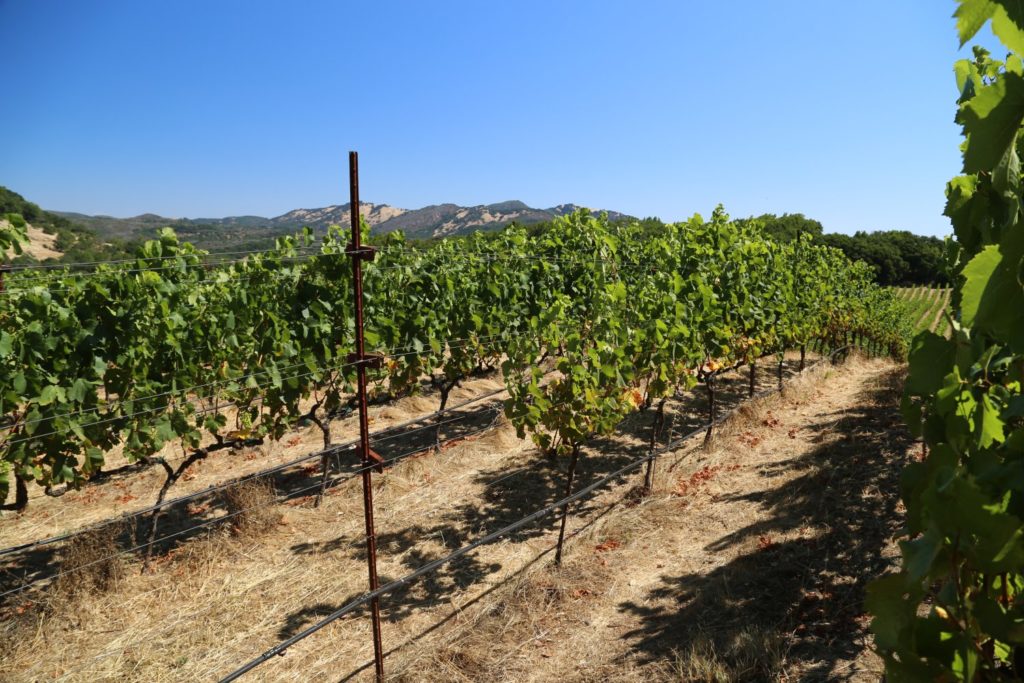 Olivia Brion - The Napa Wine Project