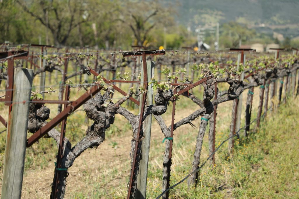 Paradigm Winery - The Napa Wine Project